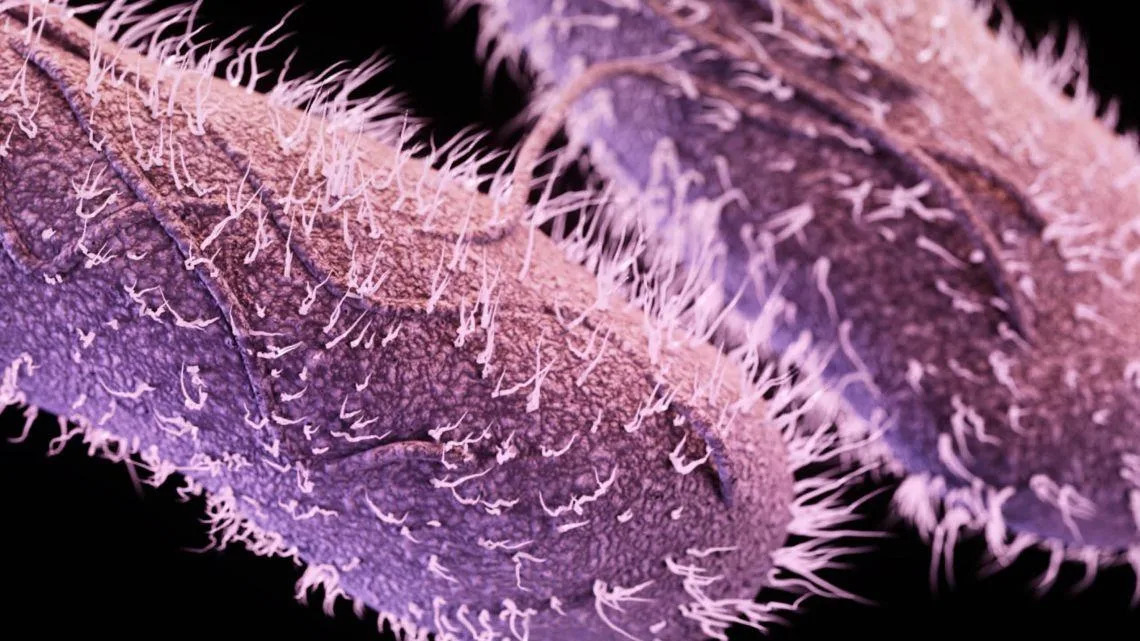Global Research on AntiMicrobial resistance (GRAM) • Antimicrobial ...