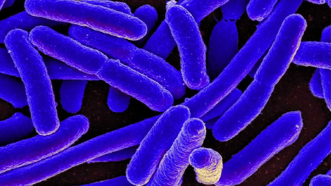 Global Research on AntiMicrobial resistance (GRAM) • Antimicrobial ...